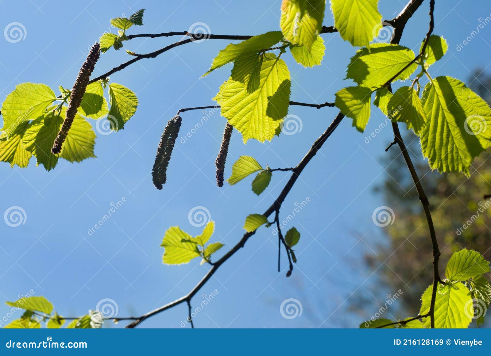 Buds on Tree Branches in Spring, Pollen Allergy Stock Image - Image of ...