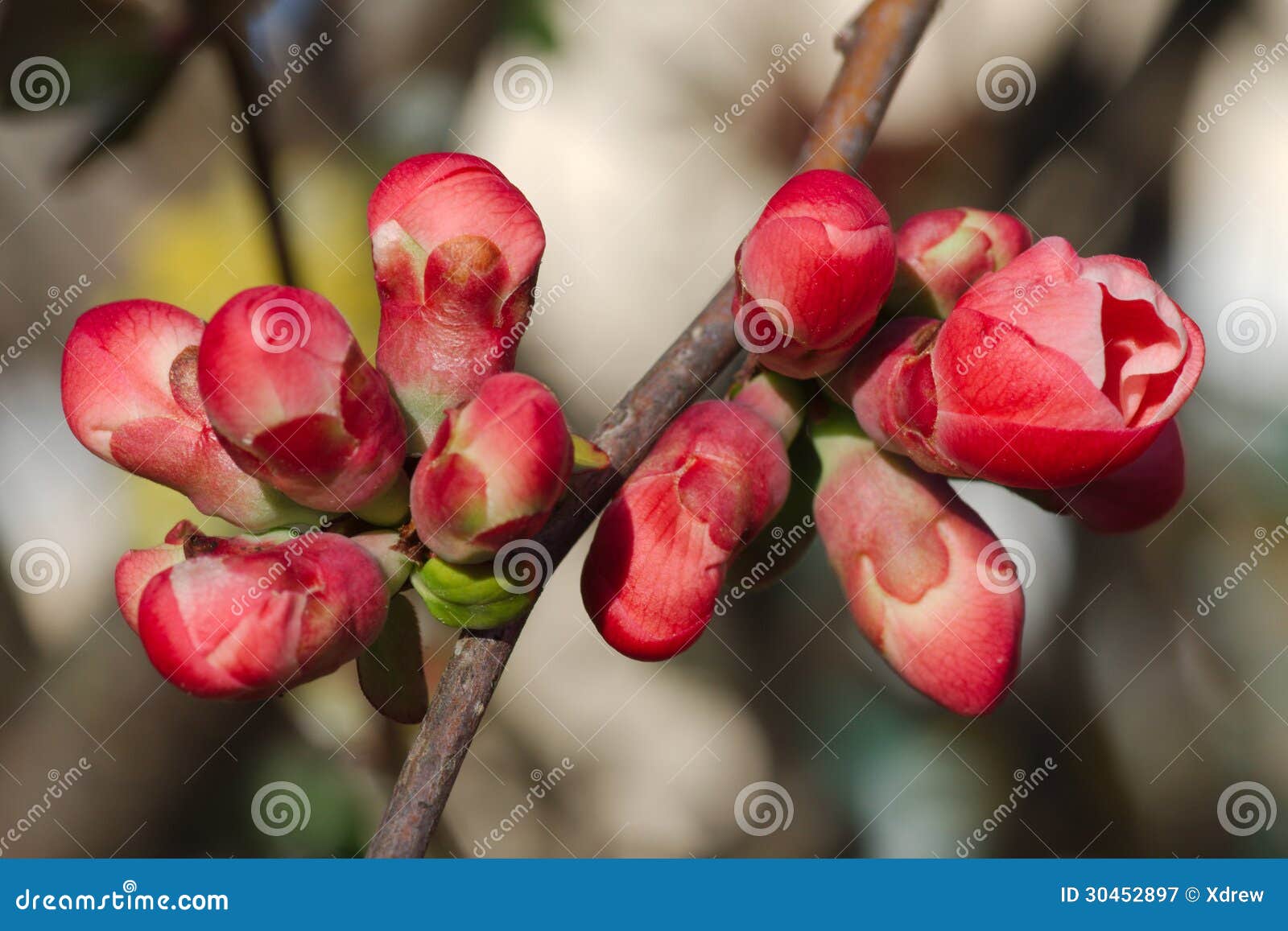 Buds of tree flowers stock image. Image of branch, tree - 30452897