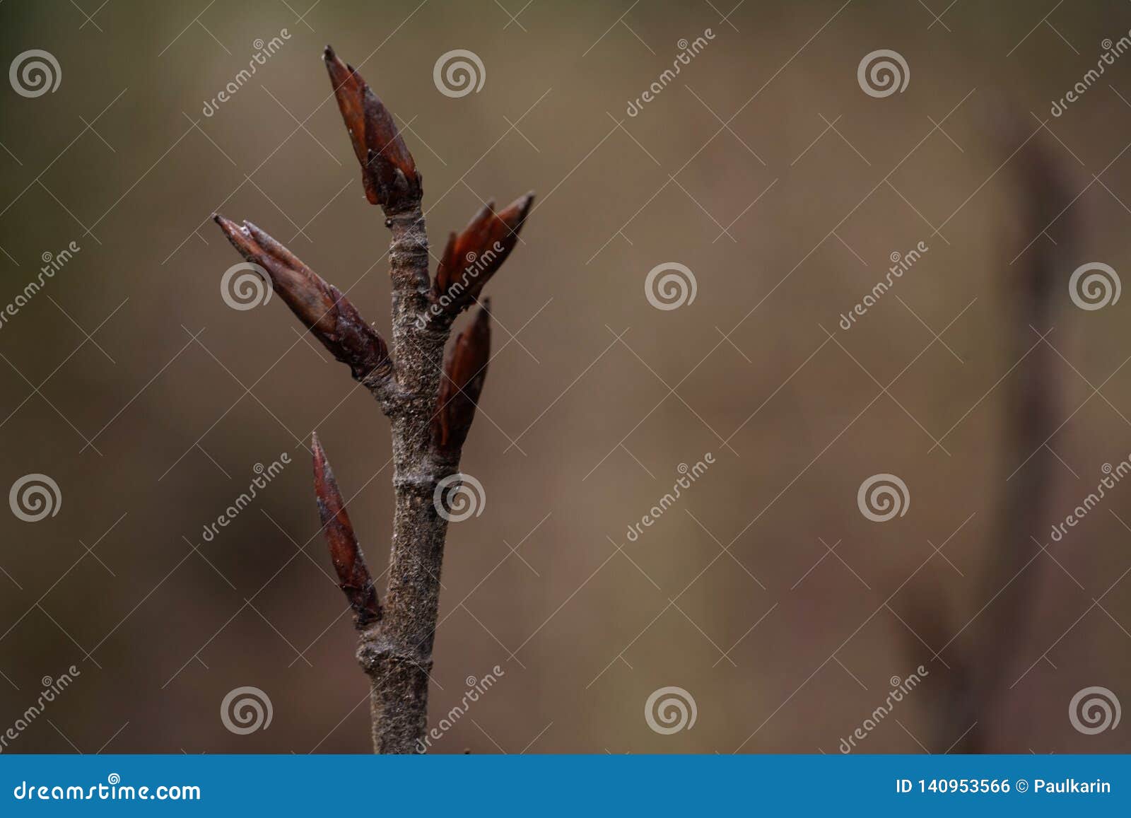 Buds on a twig. stock photo. Image of space, garden - 140953566