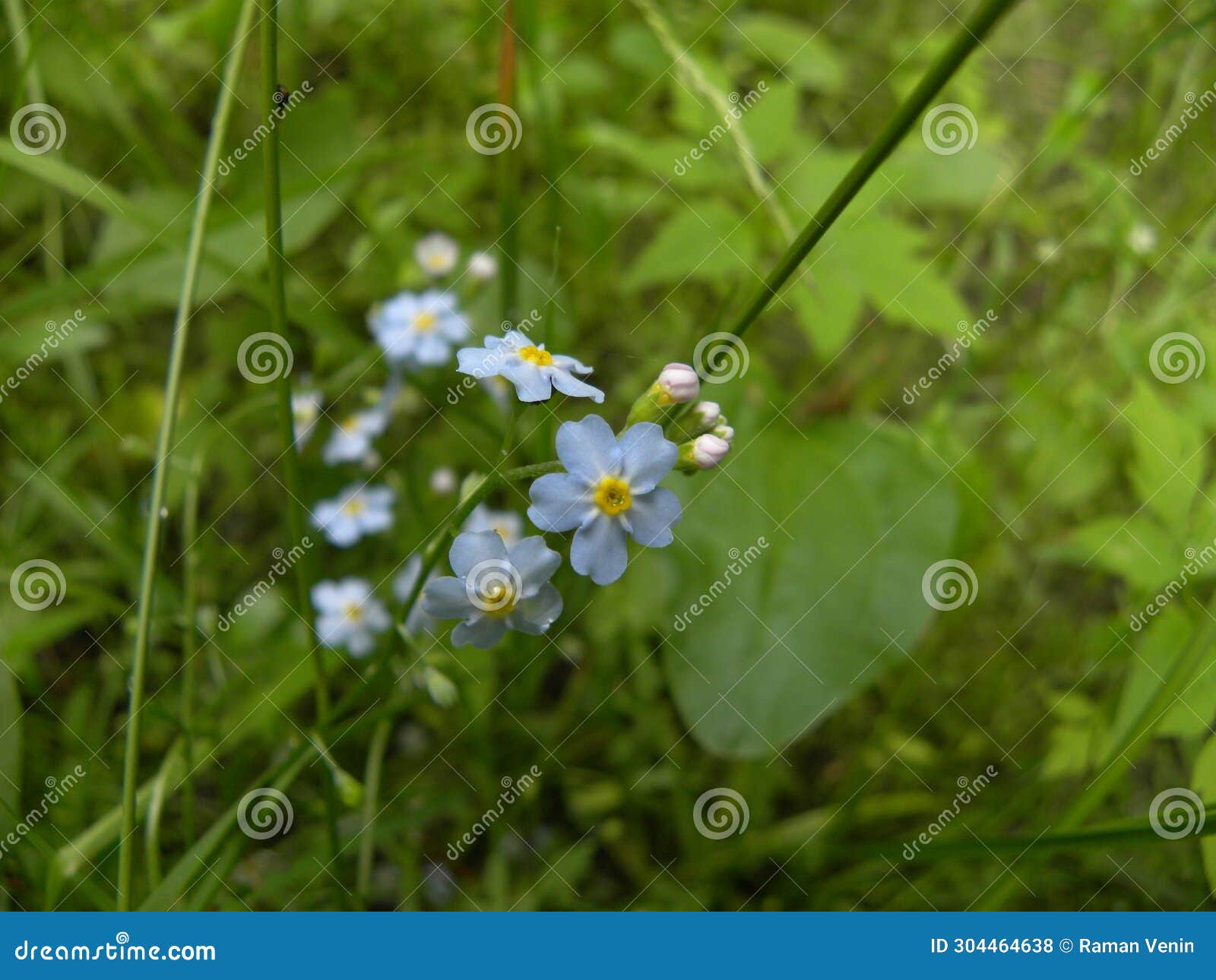 Buds of Unblown Blue Forget-me-nots Against a Background of Green Grass ...