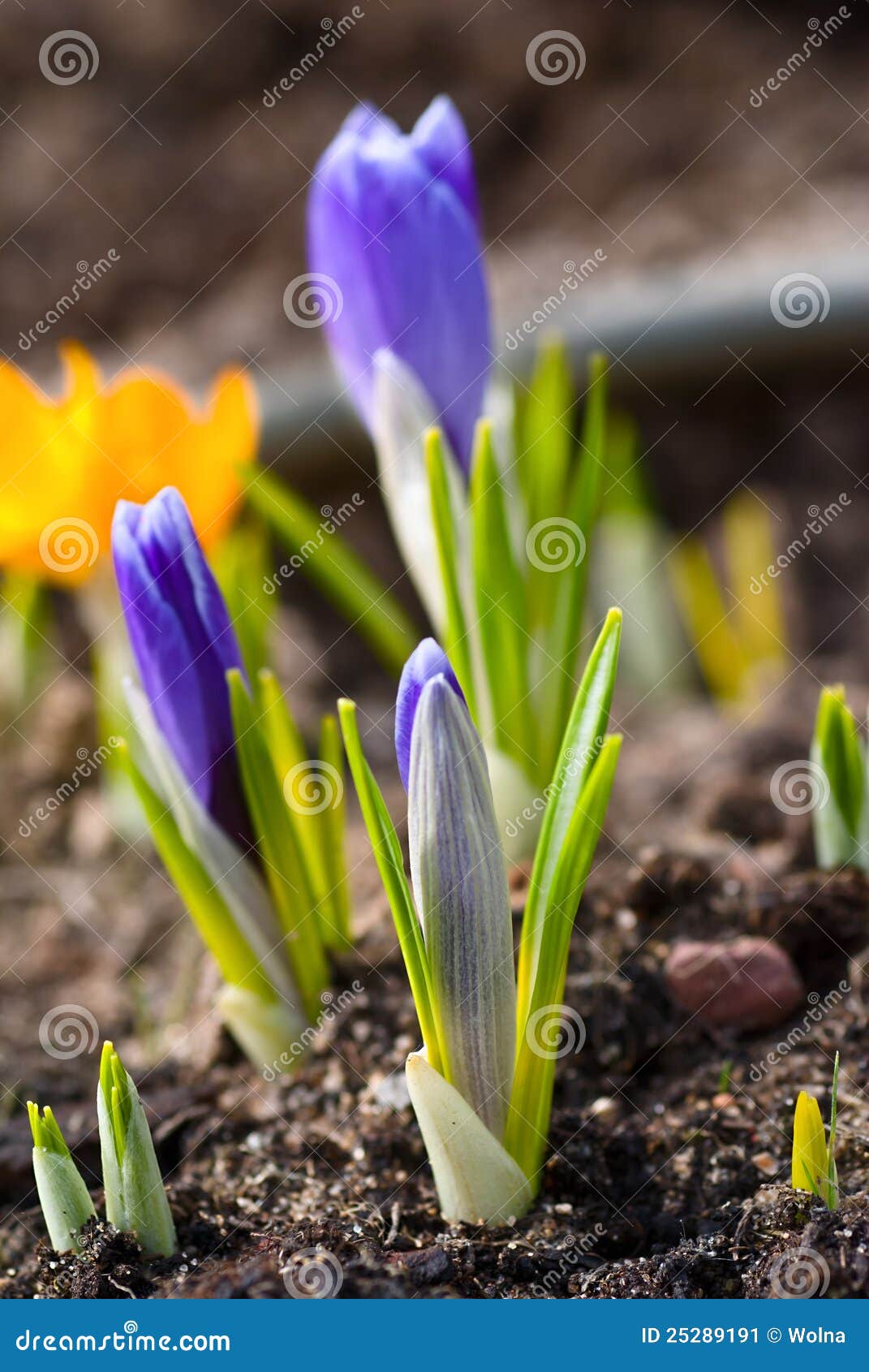 Buds violet crocuses macro stock image. Image of outdoors - 25289191