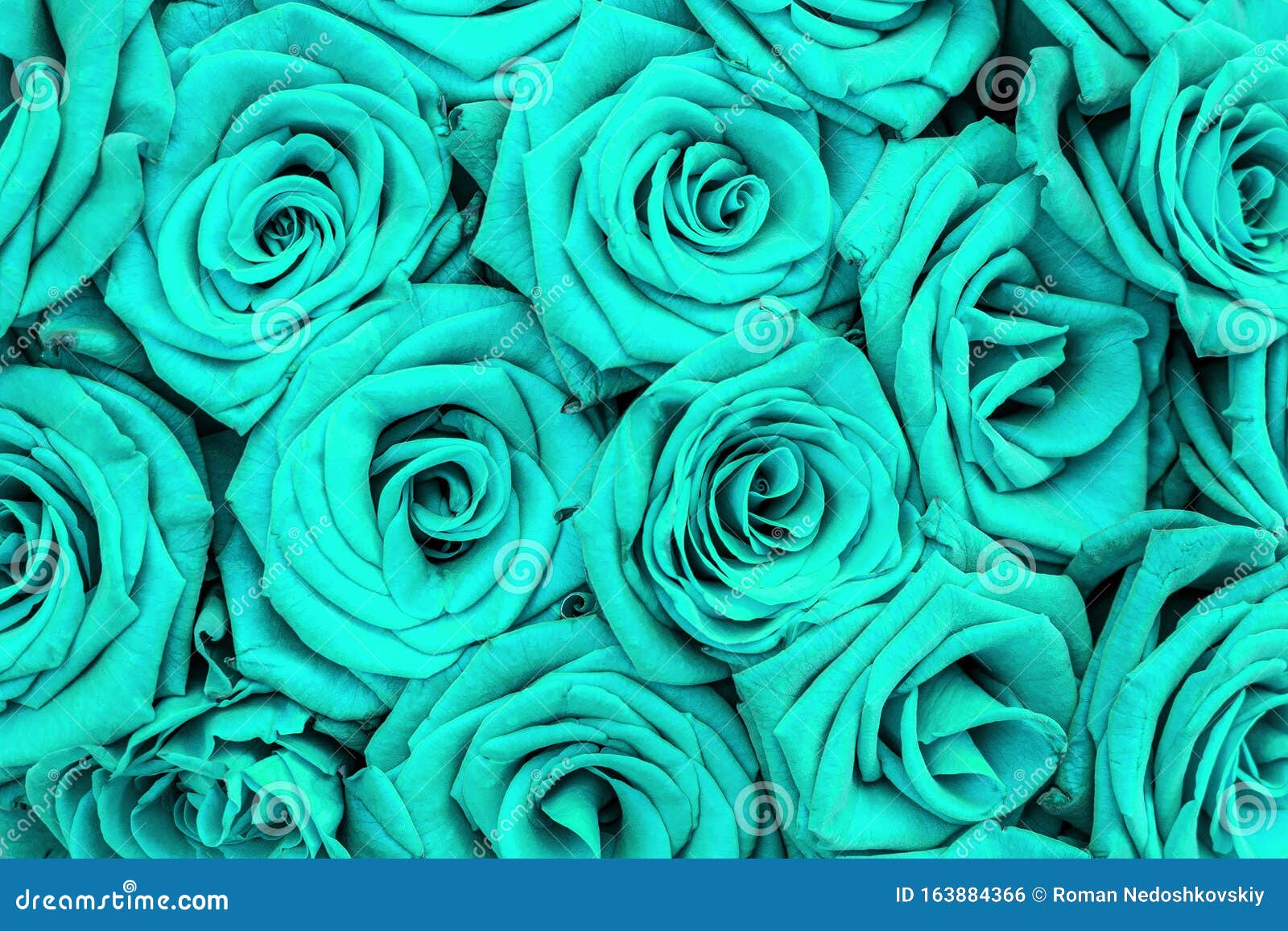 Buds of Vivid Azure Roses in a Bouquet Stock Photo - Image of flowers ...