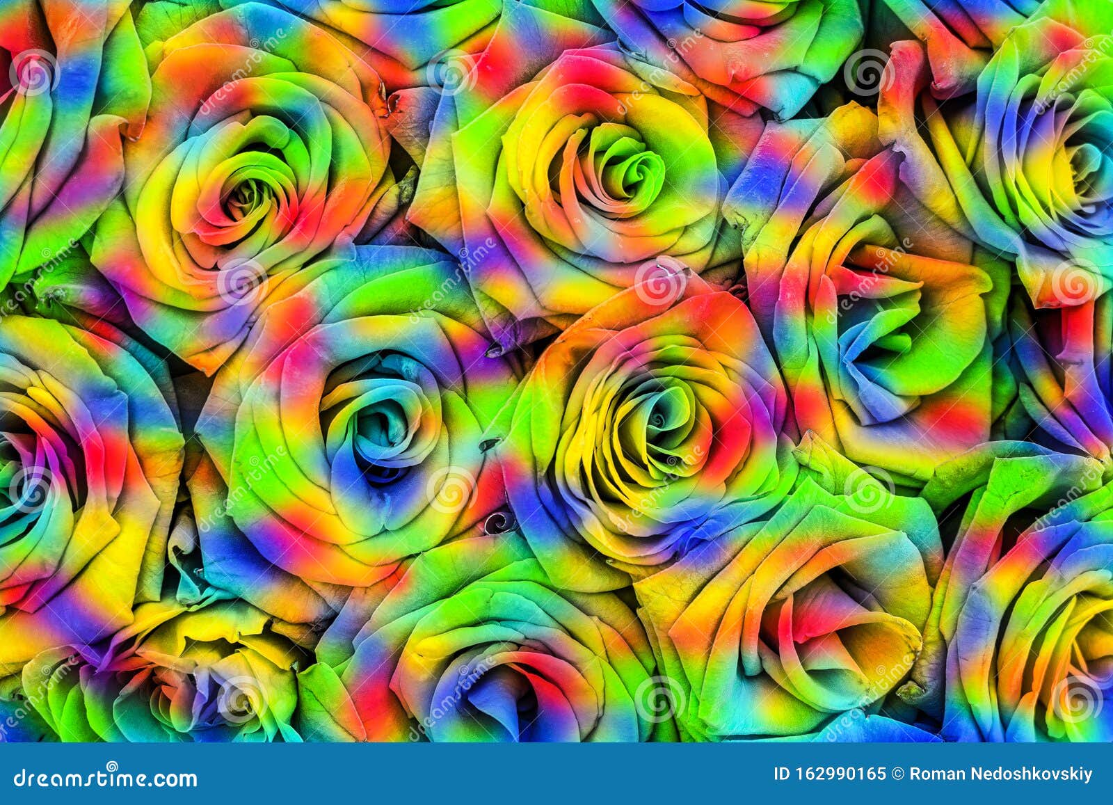 Buds of Vivid Rainbow Roses in a Bouquet Stock Image - Image of ...