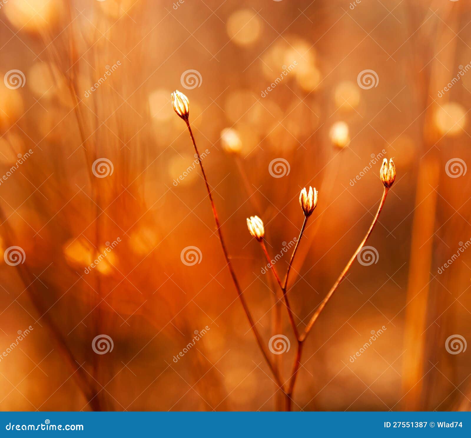 Buds of weed in sunshine stock image. Image of light - 27551387