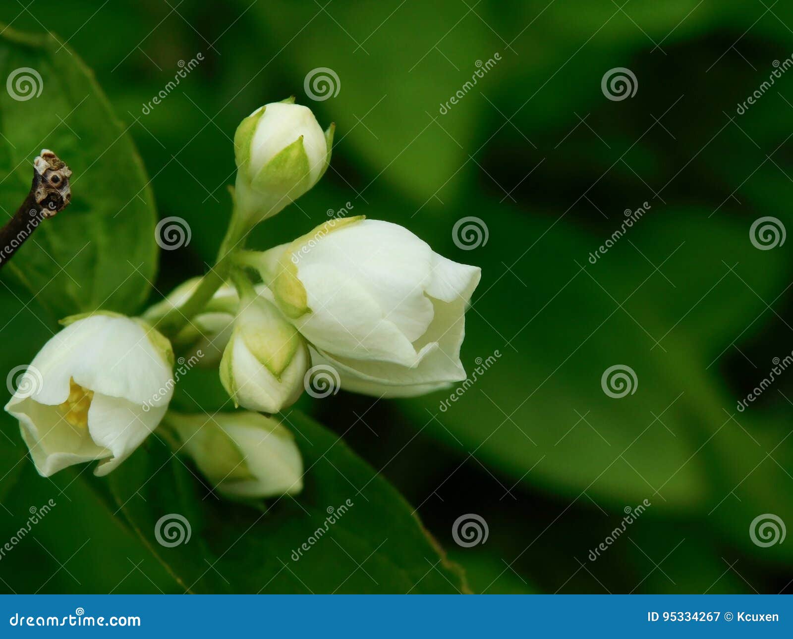 Buds of white flowers stock image. Image of grow, gardener - 95334267