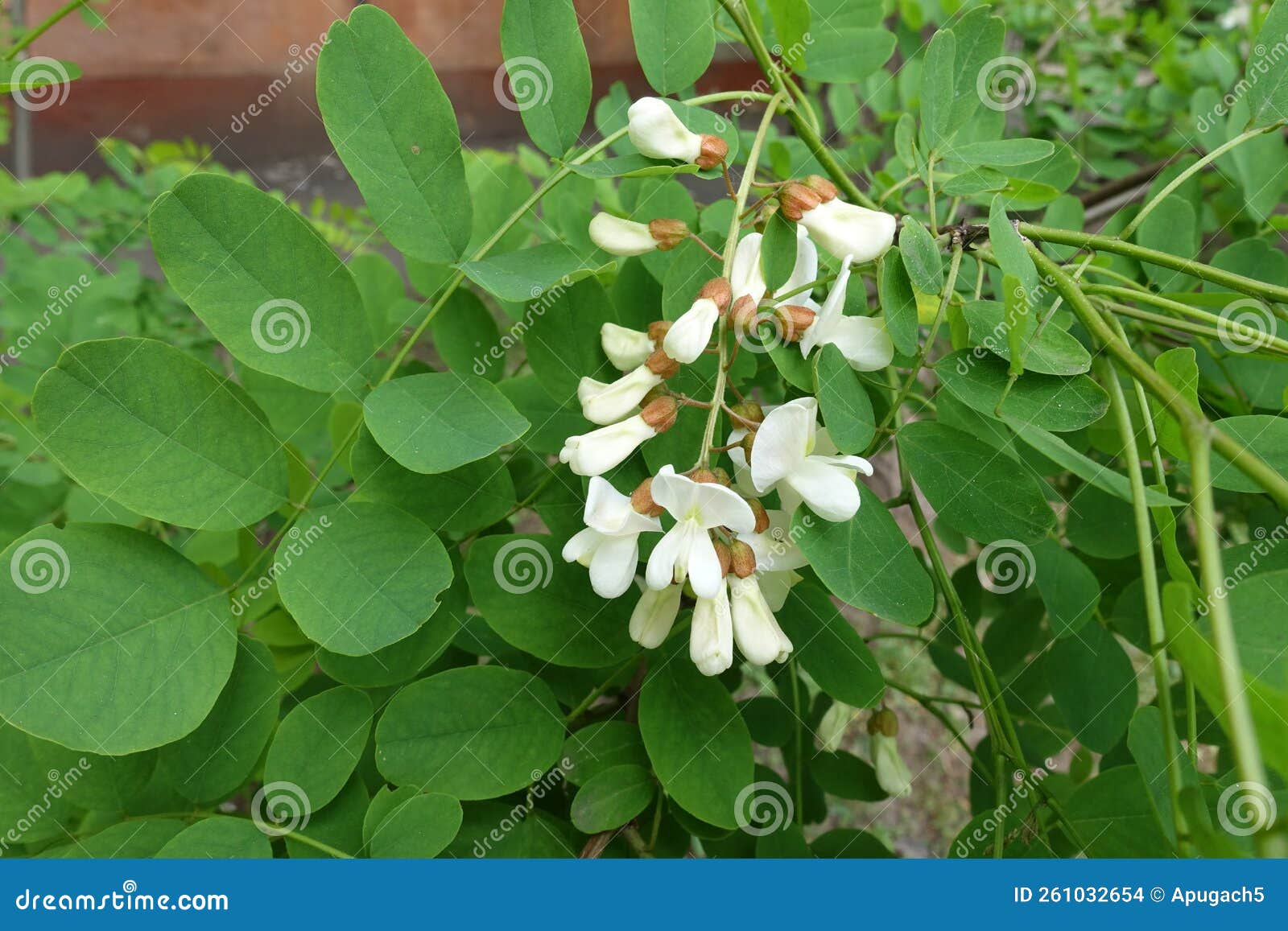 Buds and White Flowers of Robinia Pseudoacacia in May Stock Photo ...