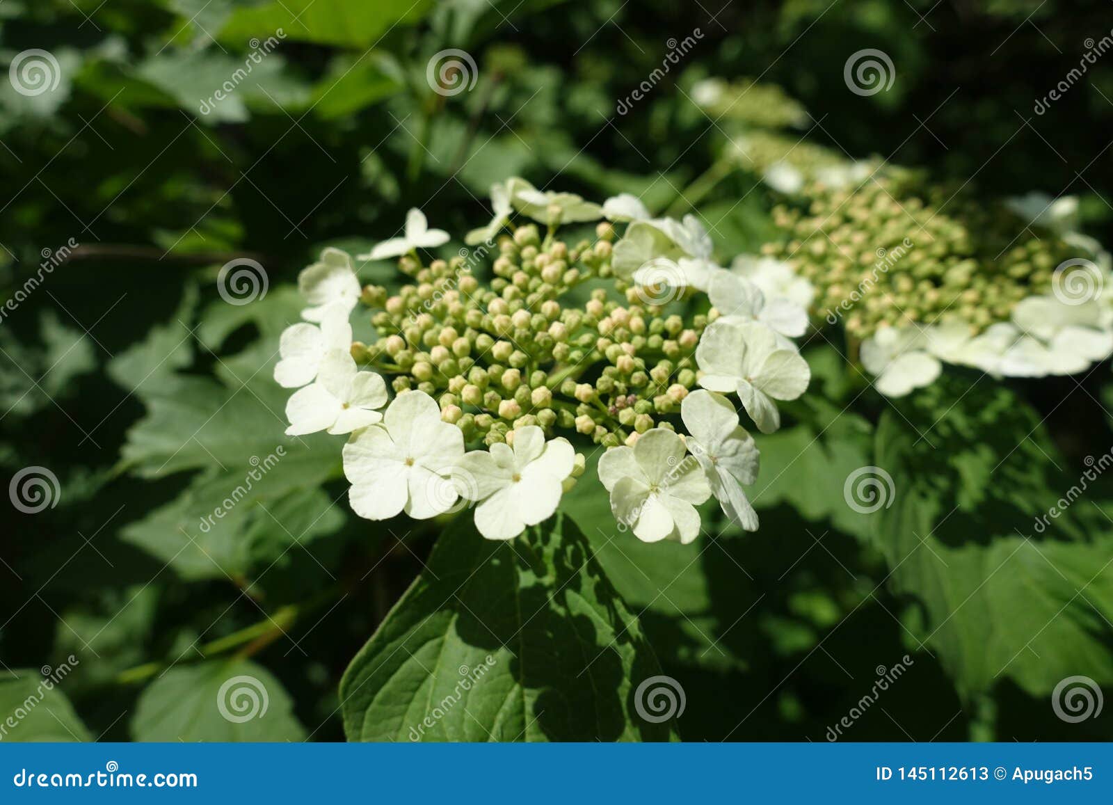 Viburnum Opulus Roseum - Snowball Tree Royalty-Free Stock Photo ...