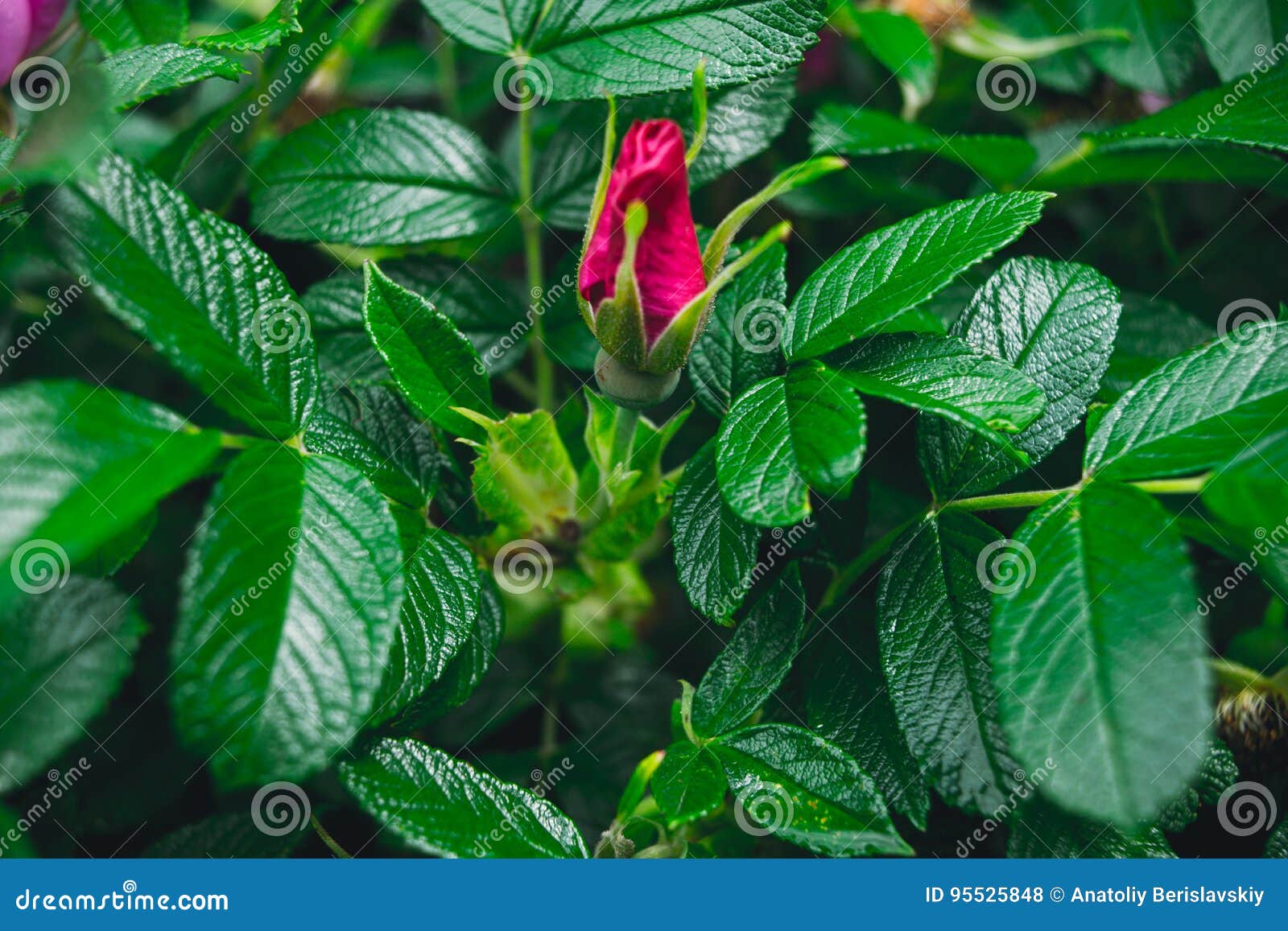 Wild Rose Buds stock photo. Image of macro, june, maine - 95525848