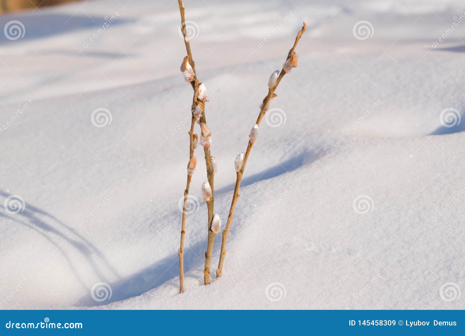 Buds on a Willow Branch on a Snow Background, Easter Spring Landscape ...