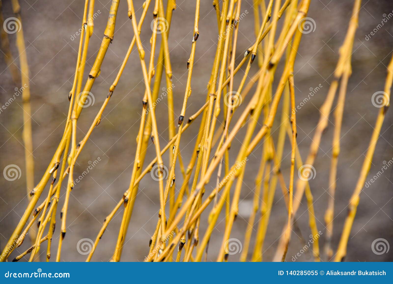 Buds on the Yellow Branches of a Willow Tree in Spring Stock Image ...