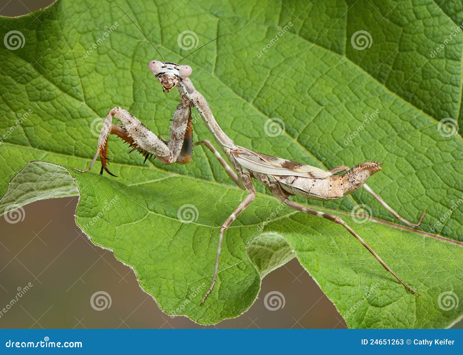 Budwing mantis on leaf stock image. Image of animal, wildlife - 24651263