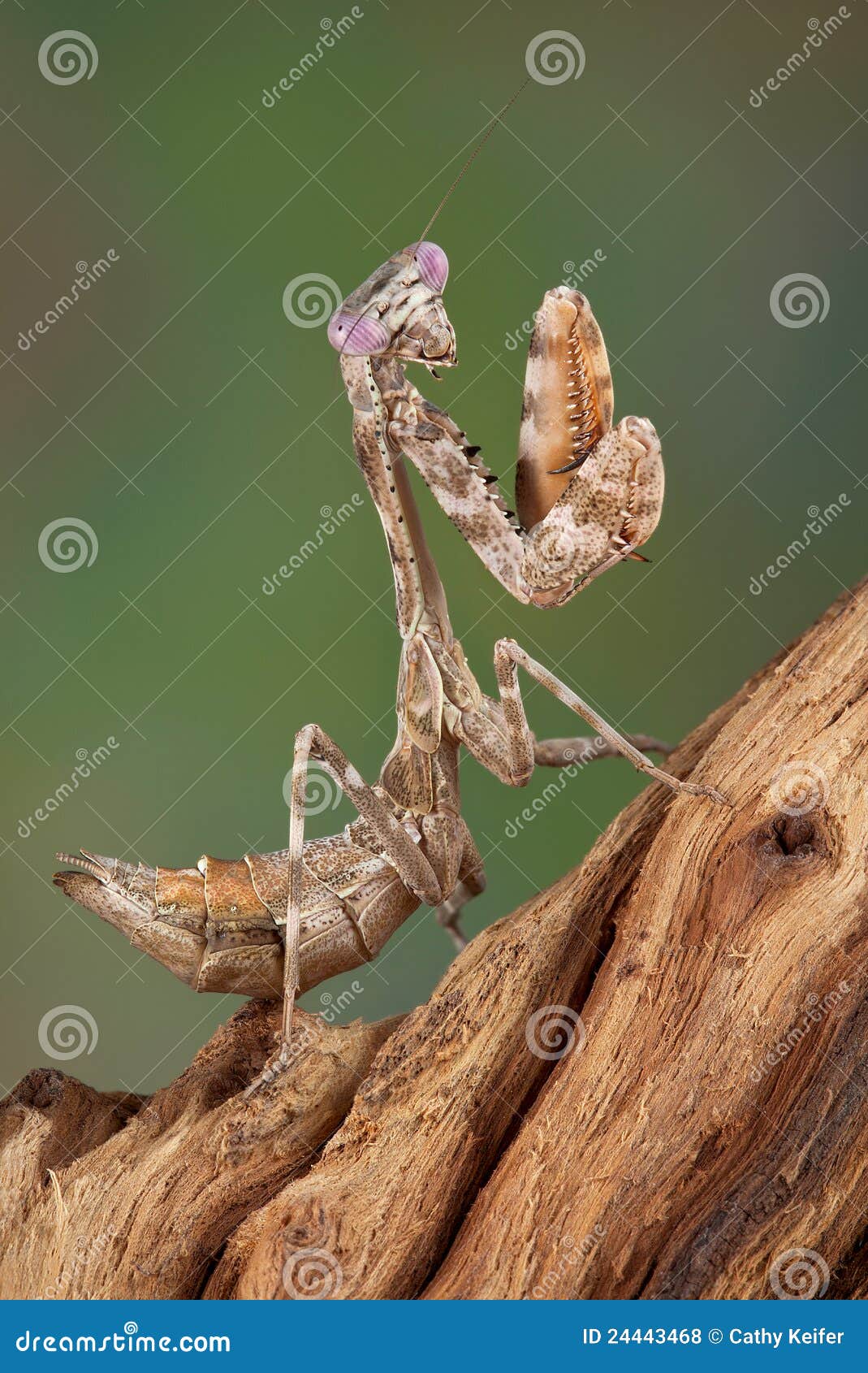 Budwing mantis nymph stock photo. Image of nymph, insect - 24443468