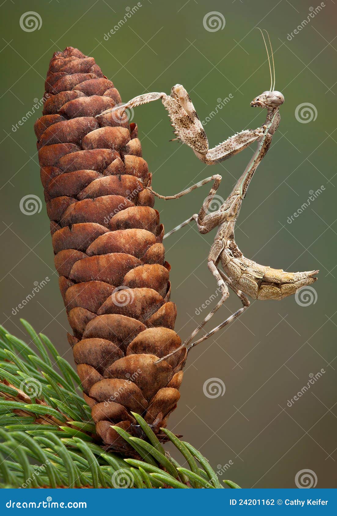 Budwing Mantis on Pine Cone Stock Photo - Image of animal, arthropod ...