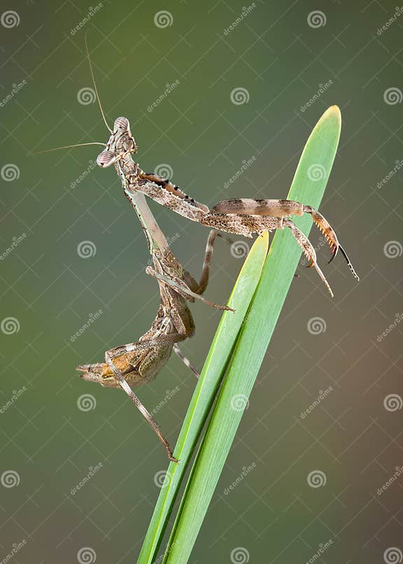 Budwing mantis on plant stock photo. Image of animal - 24201284