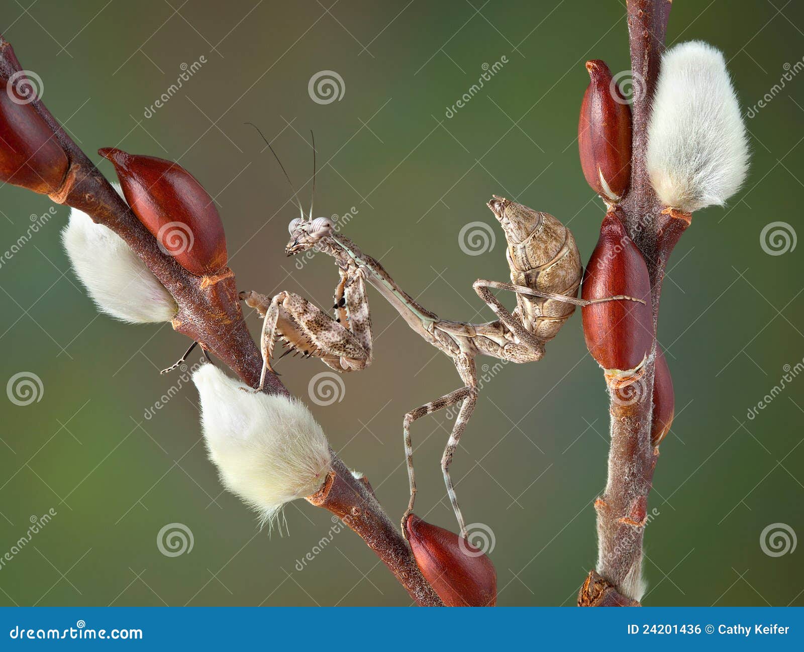 Budwing mantis on willow stock photo. Image of nymph - 24201436