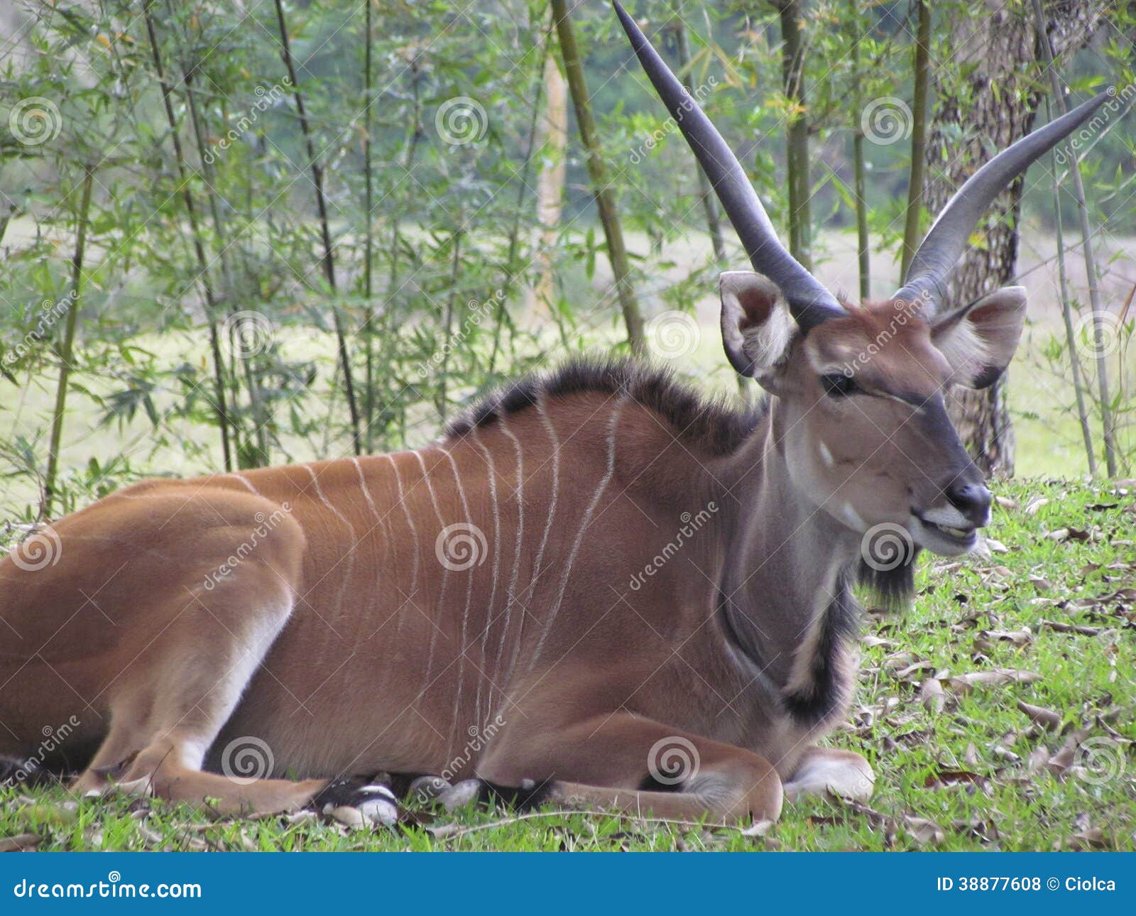 Bue africano fotografia stock. Immagine di animali, grande - 38877608