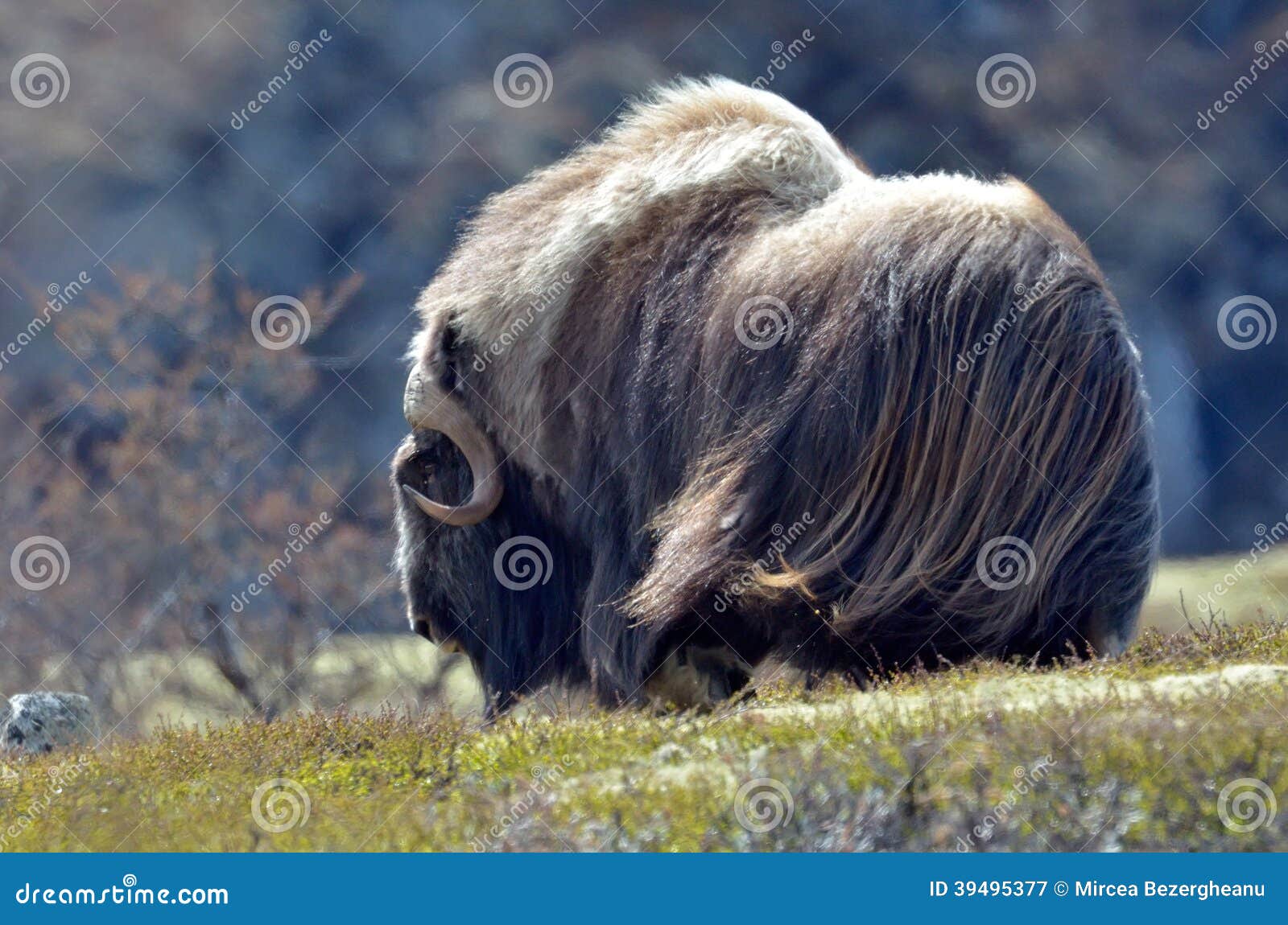 Bue di muschio immagine stock. Immagine di muschio, freddo - 39495377