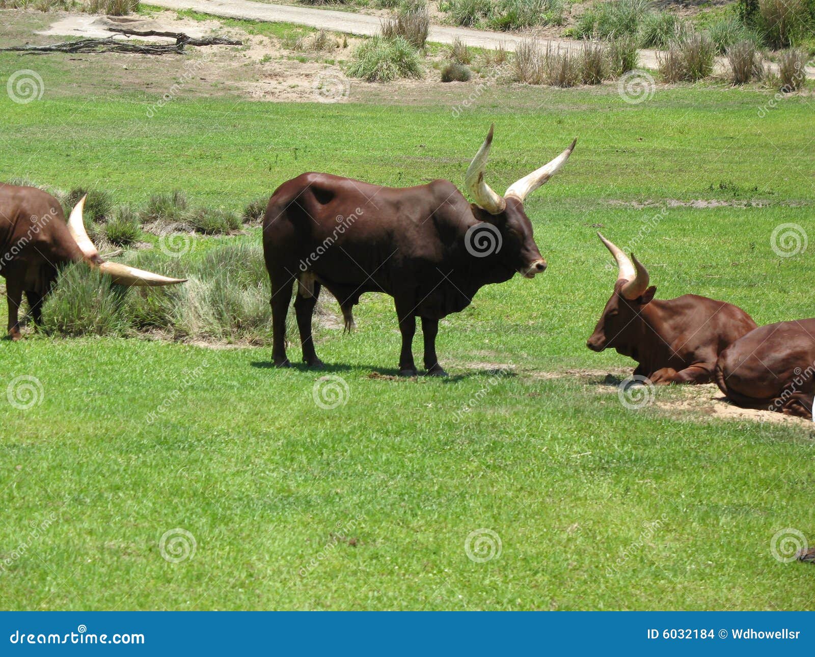 Bue Di Regno Animale Del Disney Fotografia Stock - Immagine di nero ...