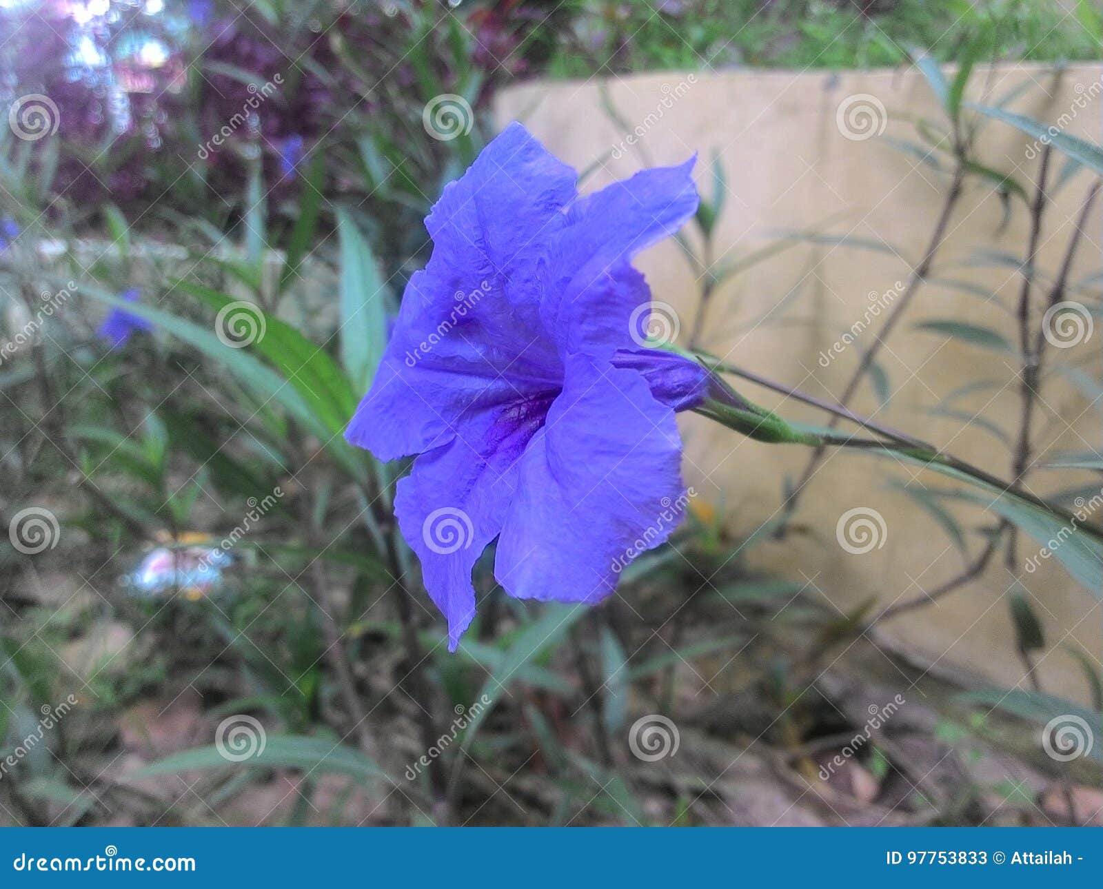 Bue Flower stock image. Image of blue, original, flower - 97753833