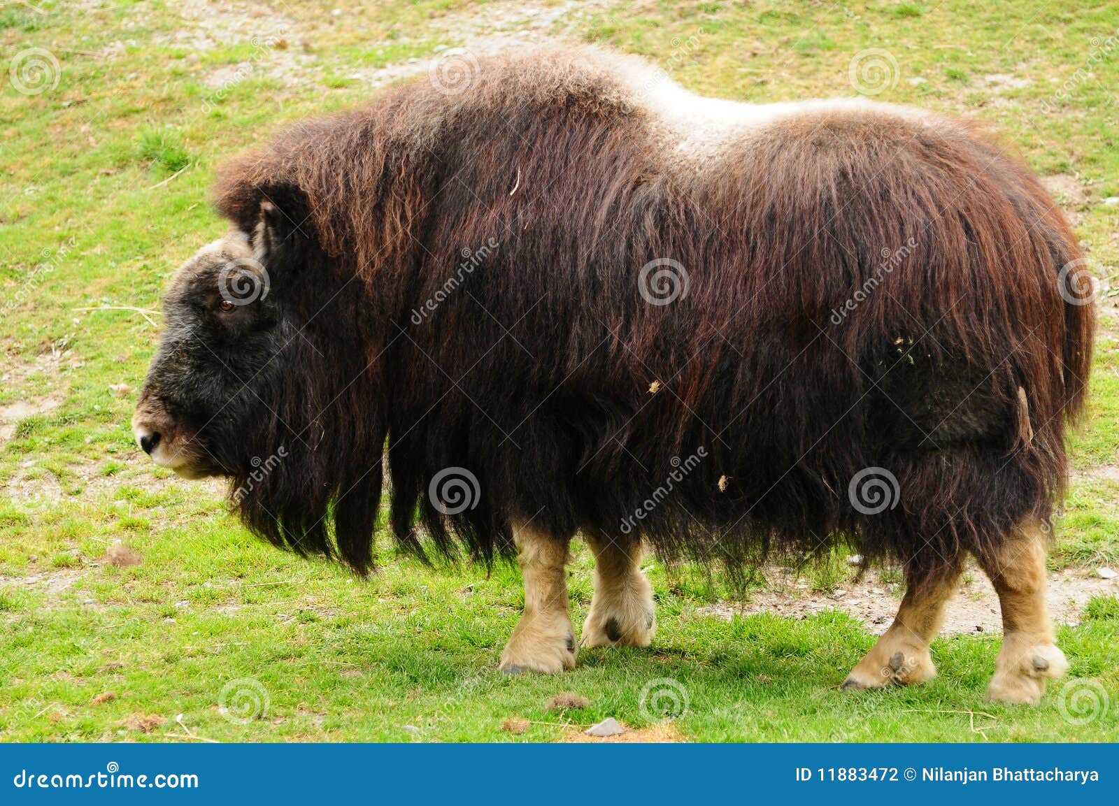 Bue nordico del muschio fotografia stock. Immagine di foresta - 11883472