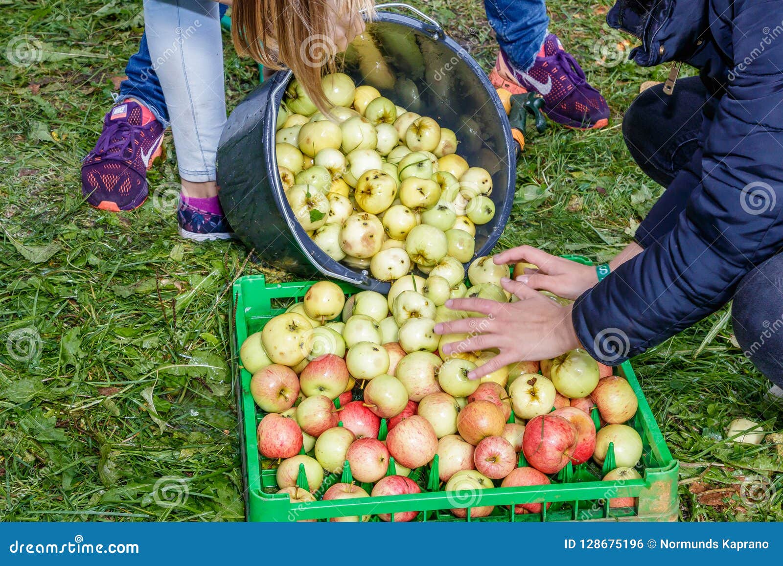 Buena Cosecha De La Manzana Foto de archivo - Imagen de cosecha, sidra ...