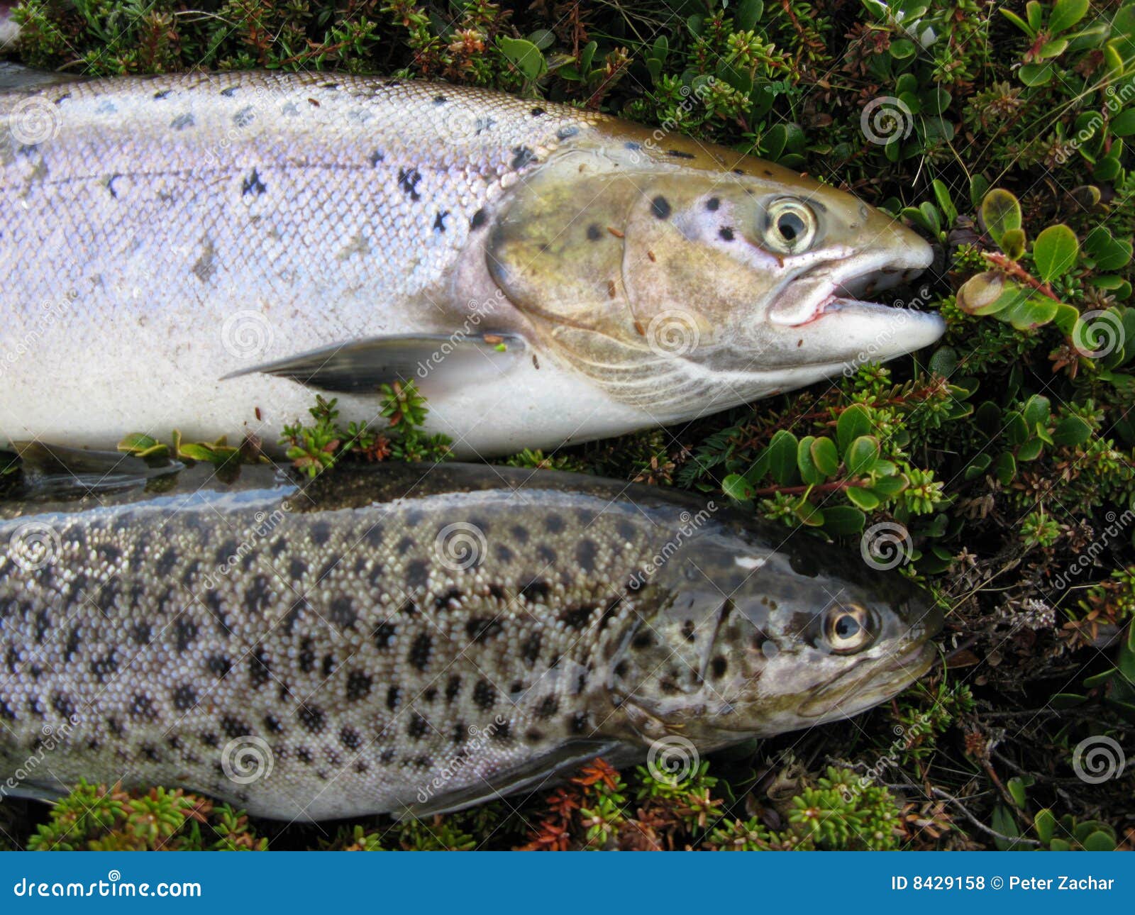 Buena pesca foto de archivo. Imagen de pescados, crudo - 8429158