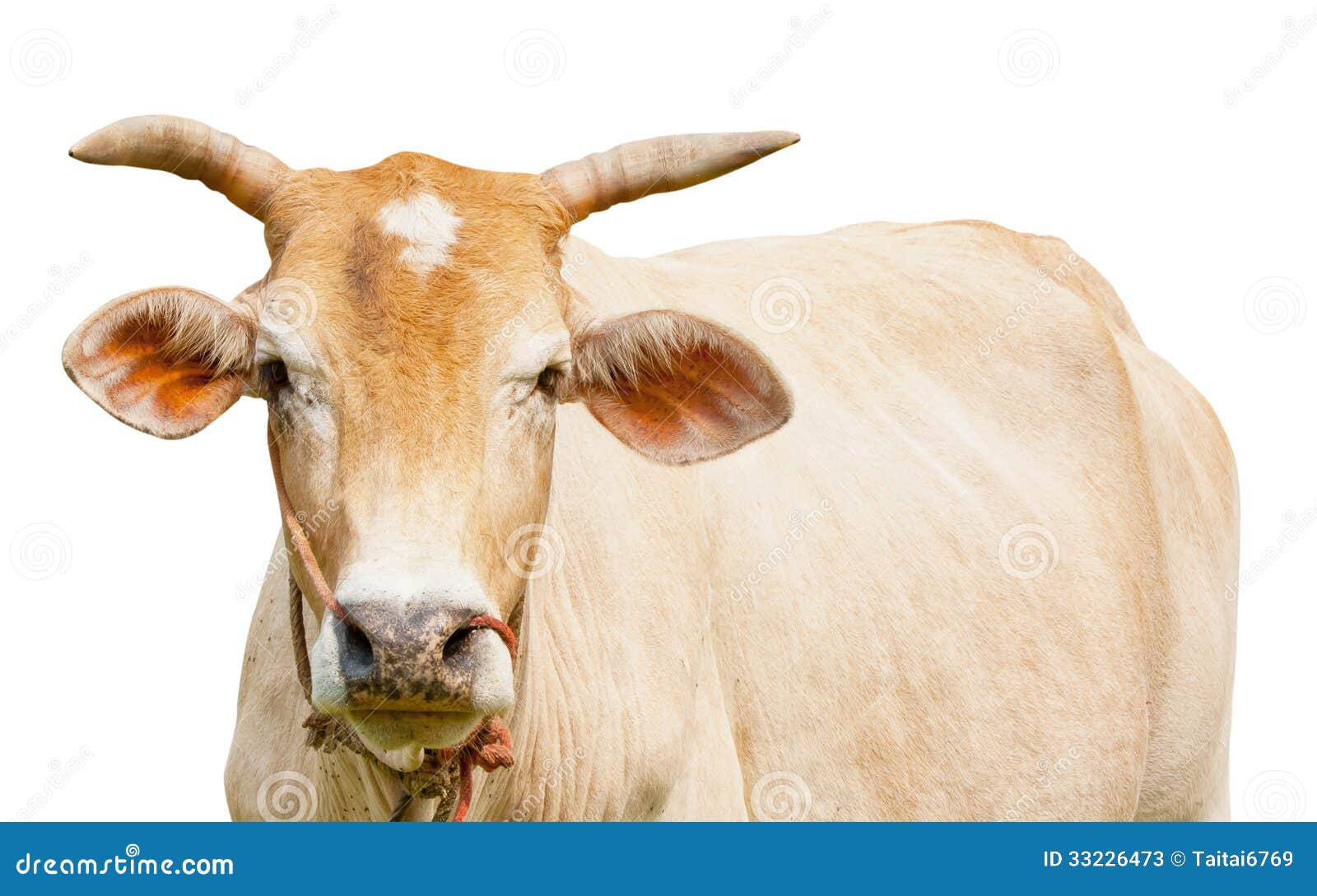 Buey aislado imagen de archivo. Imagen de carne, travieso - 33226473