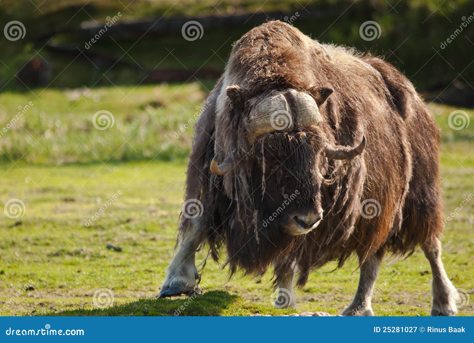 Buey de almizcle imagen de archivo. Imagen de capa, agobiante - 25281027