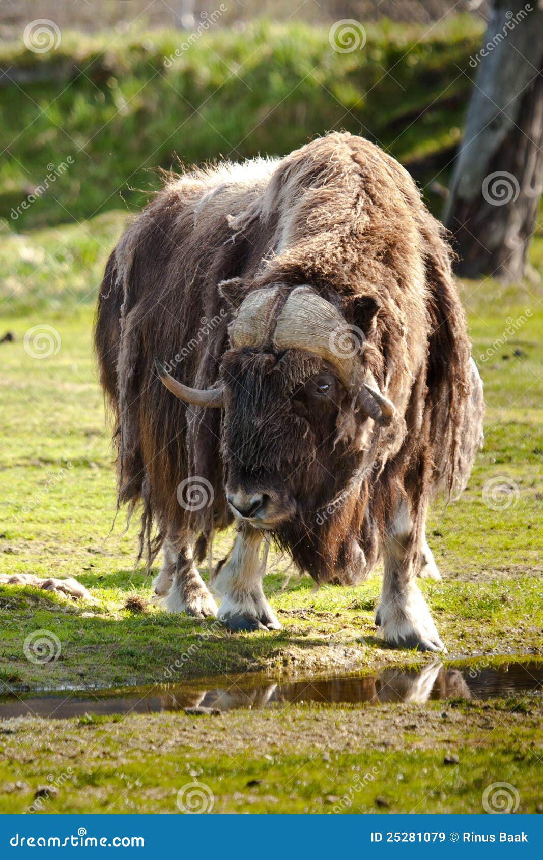 Buey de almizcle adulto imagen de archivo. Imagen de muda - 25281079