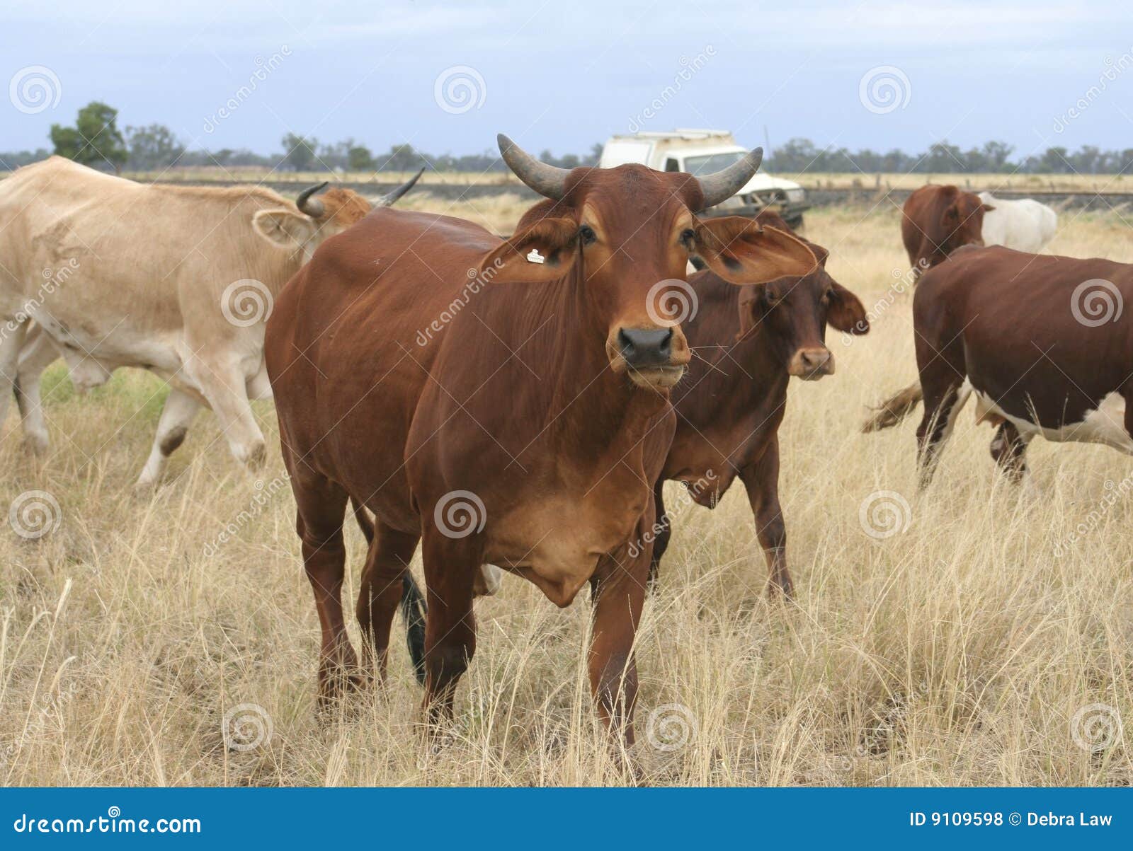 Buey del Brahman foto de archivo. Imagen de manada, casta - 9109598