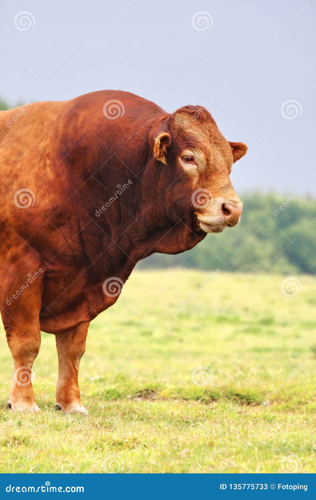 Buey en el pasto imagen de archivo. Imagen de sano, toro - 135775733