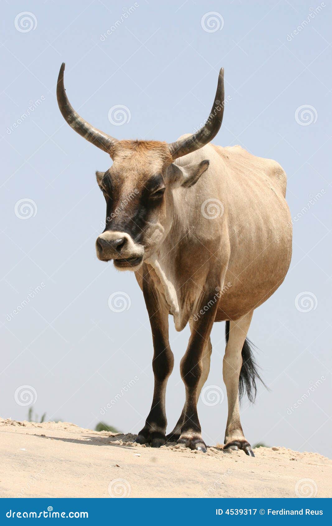 Buey en la playa imagen de archivo. Imagen de carne, gambia - 4539317
