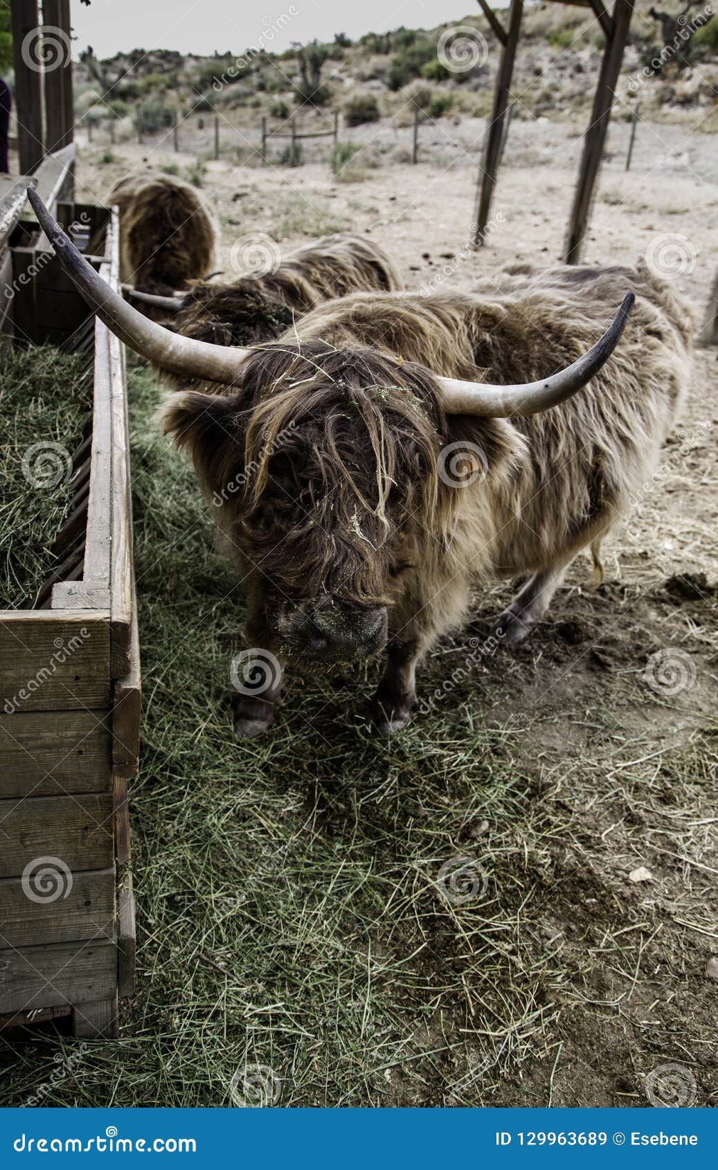 Buey en una granja imagen de archivo. Imagen de almizcle - 129963689