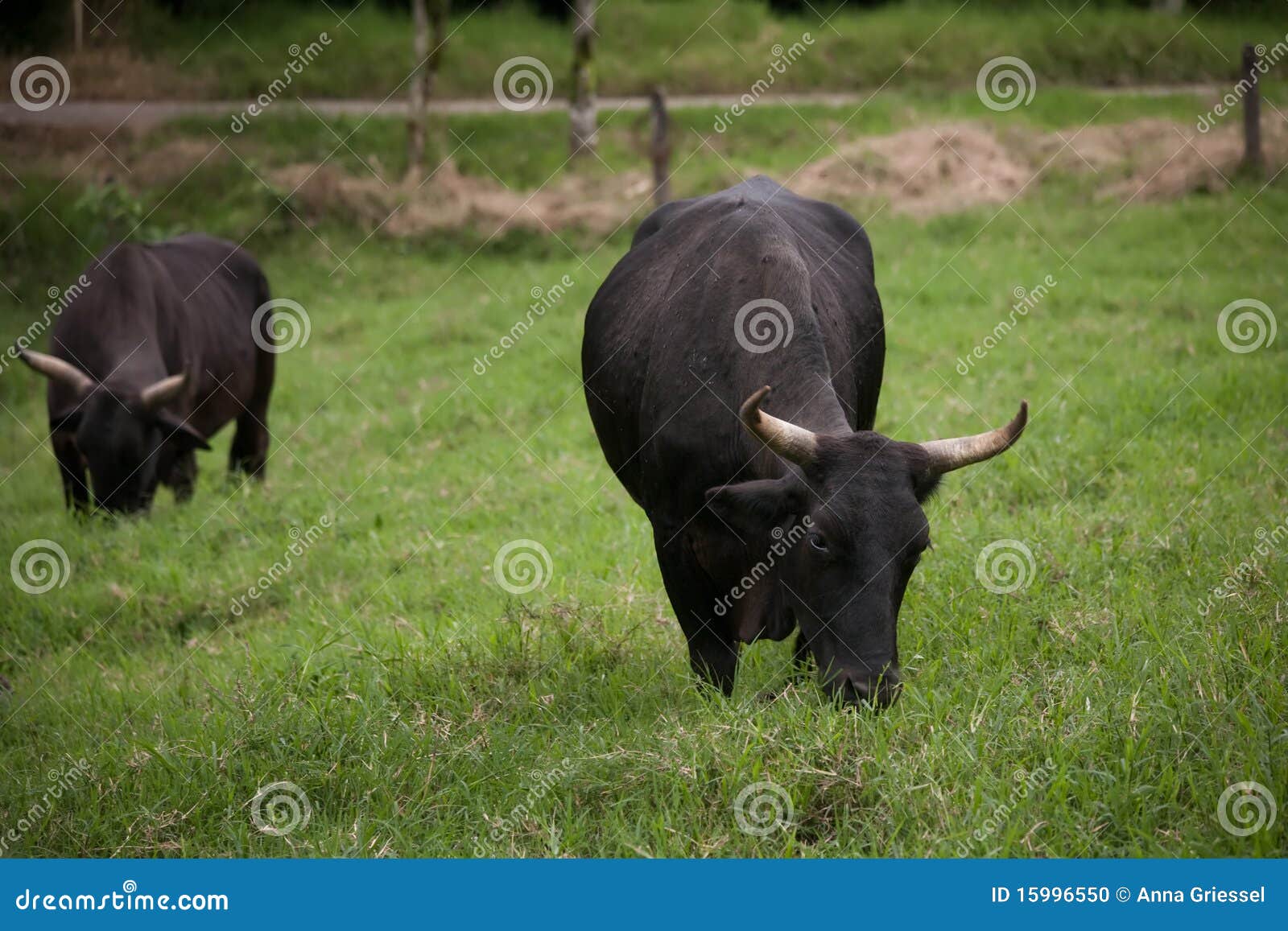 Bueyes en Costa Rica foto de archivo. Imagen de verde - 15996550