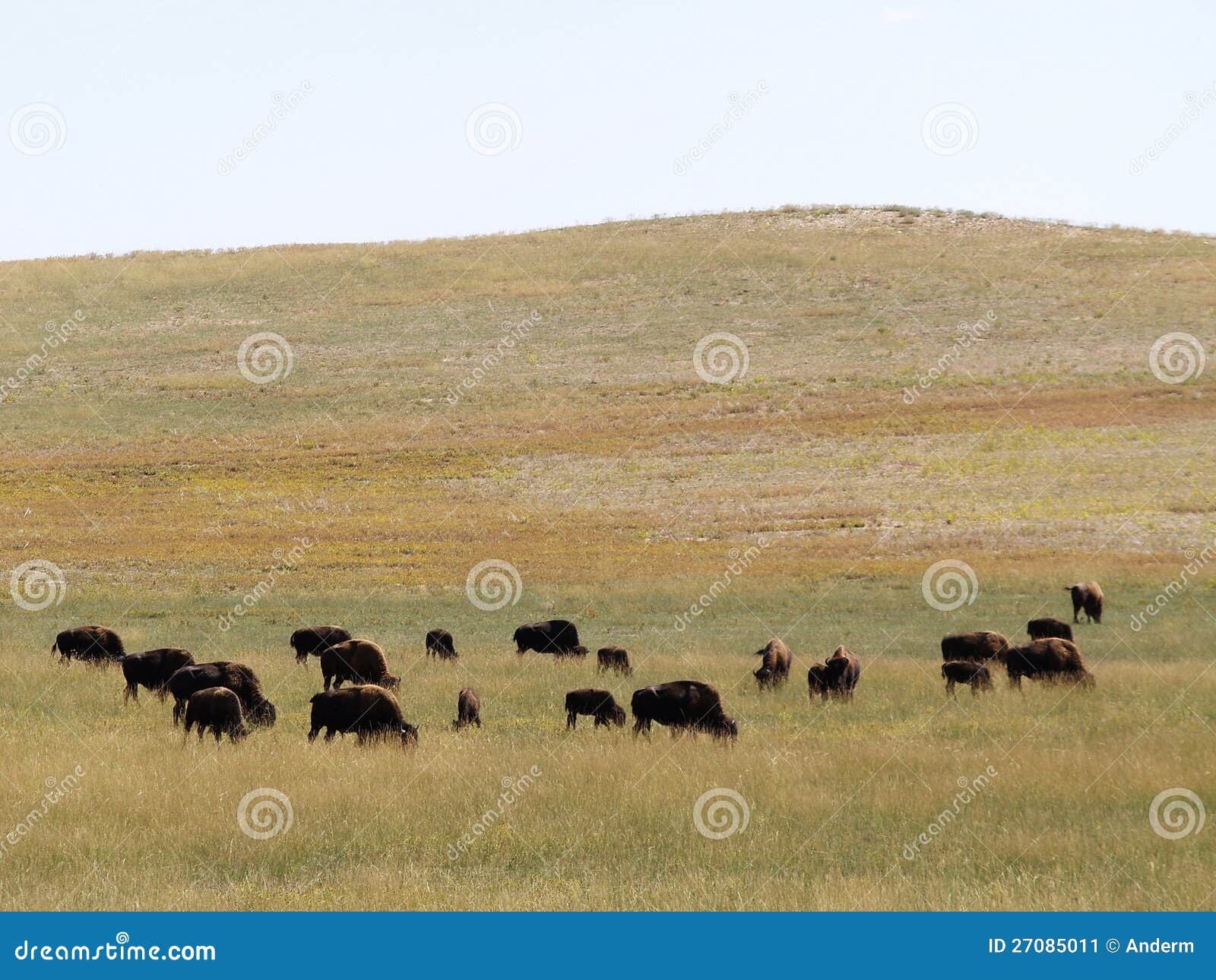 Bufallo Herd stock image. Image of field, nature, male - 27085011
