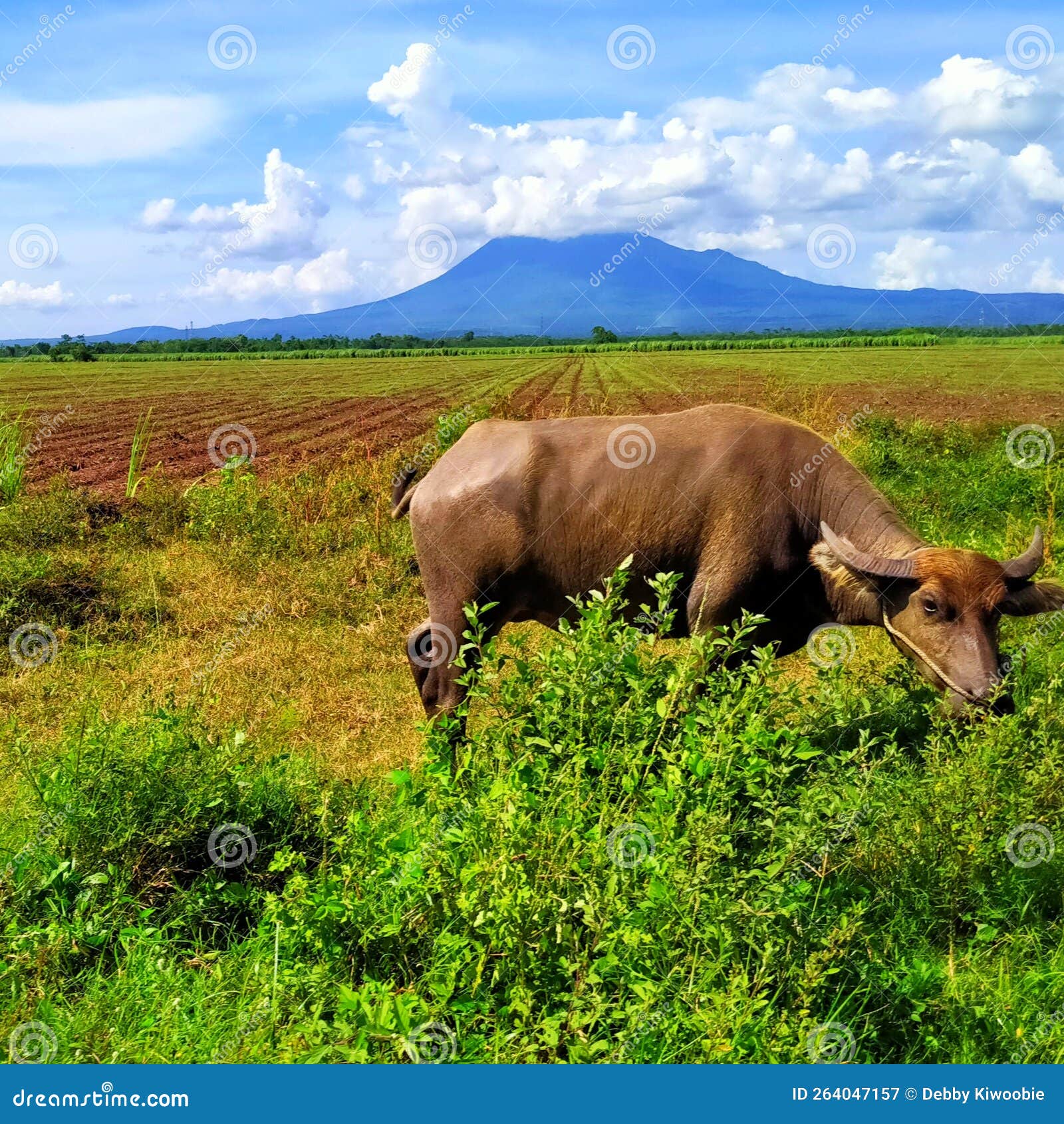 Bufallo Mountain Nature Cloud Grass Stock Image - Image of bufallo ...