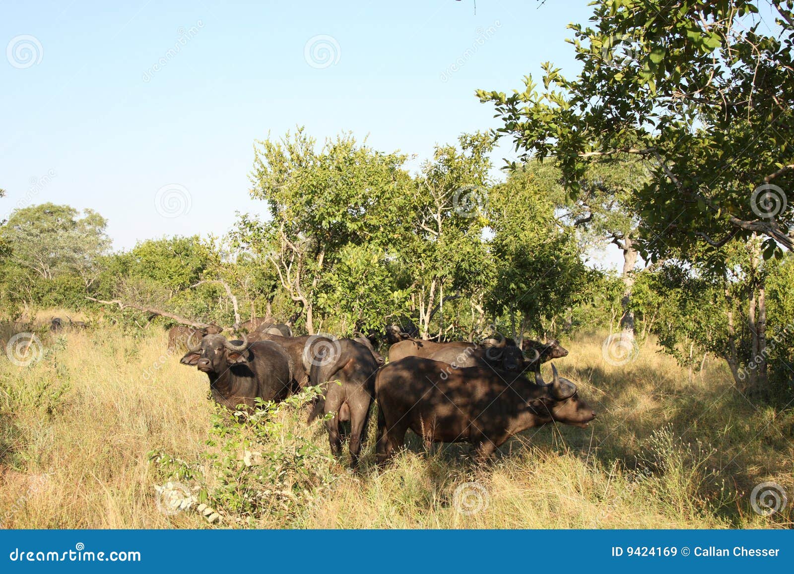 Bufallo in Sabi Sand Private Reserve Stock Image - Image of nature ...