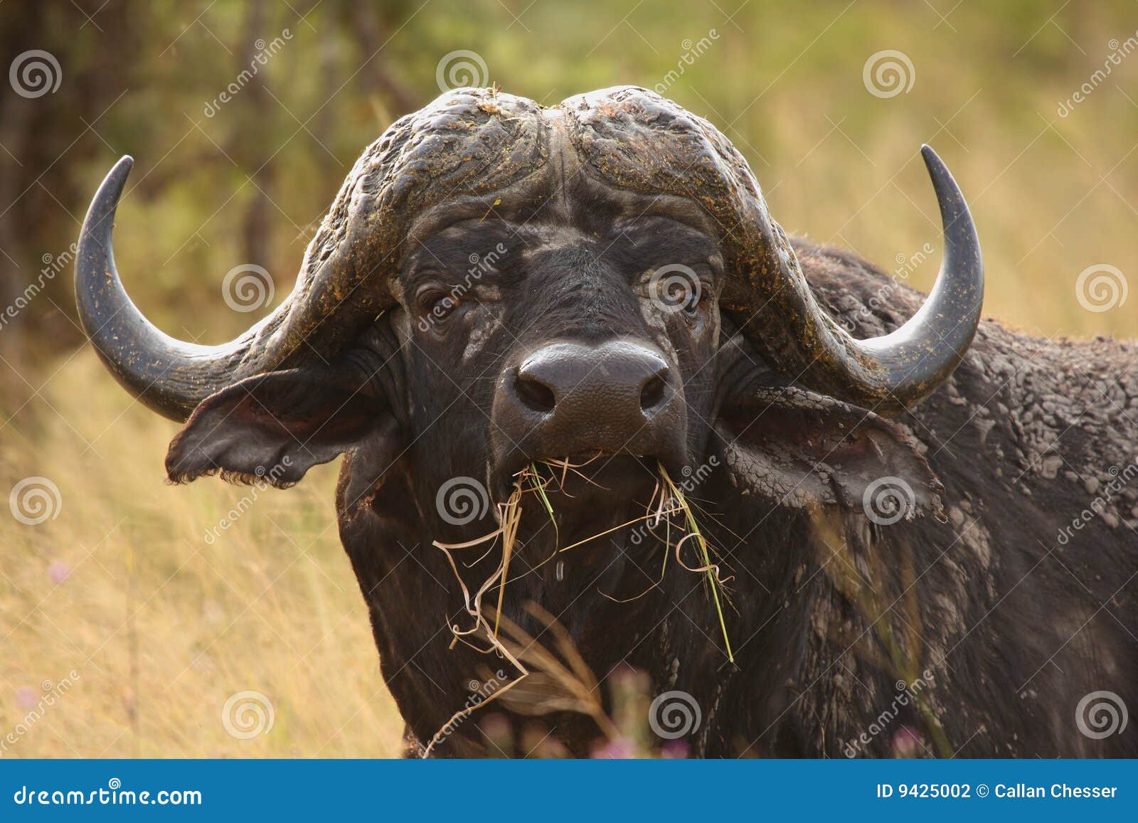 Bufallo in Sabi Sand Private Reserve Stock Photo - Image of buffalo ...