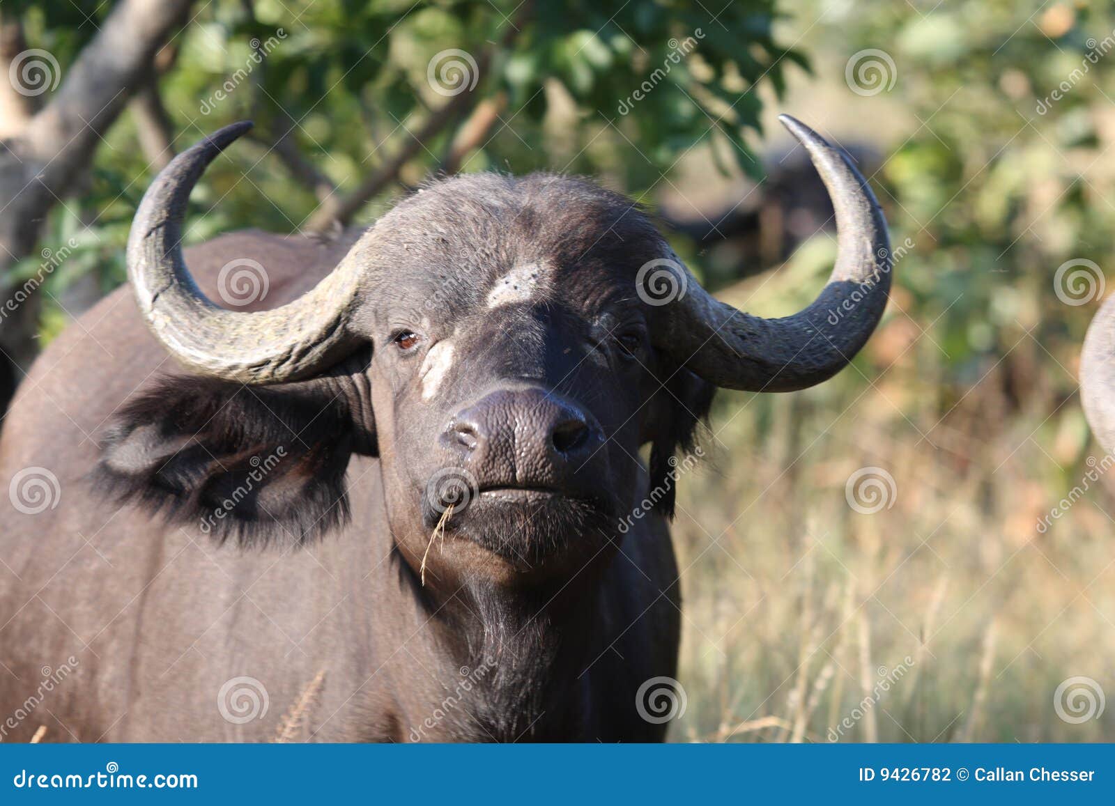 Bufallo in Sabi Sand Private Reserve Stock Photo - Image of wild ...