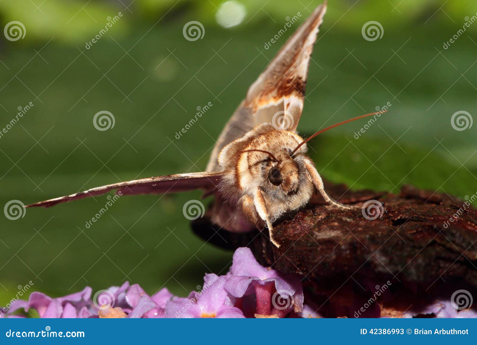 Buff arches moth. stock image. Image of insect, emerald - 42386993