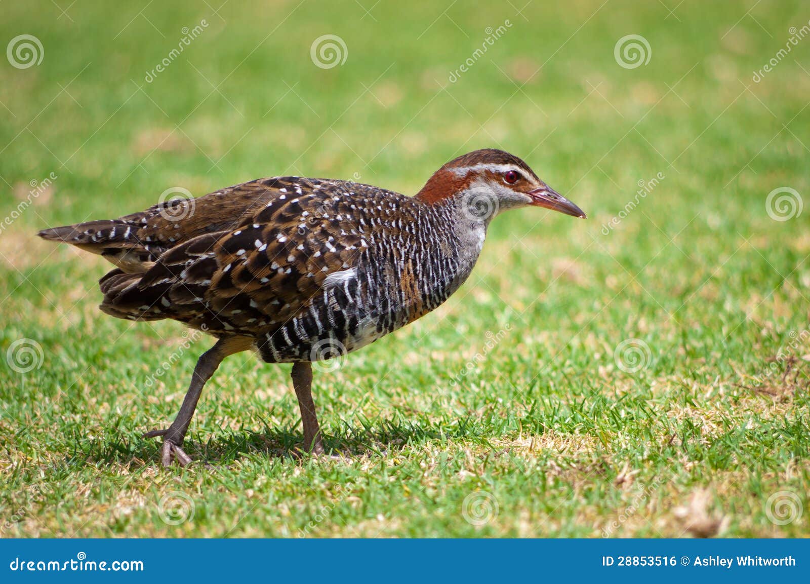 Buff-banded Rail stock photo. Image of aves, lord, colourful - 28853516