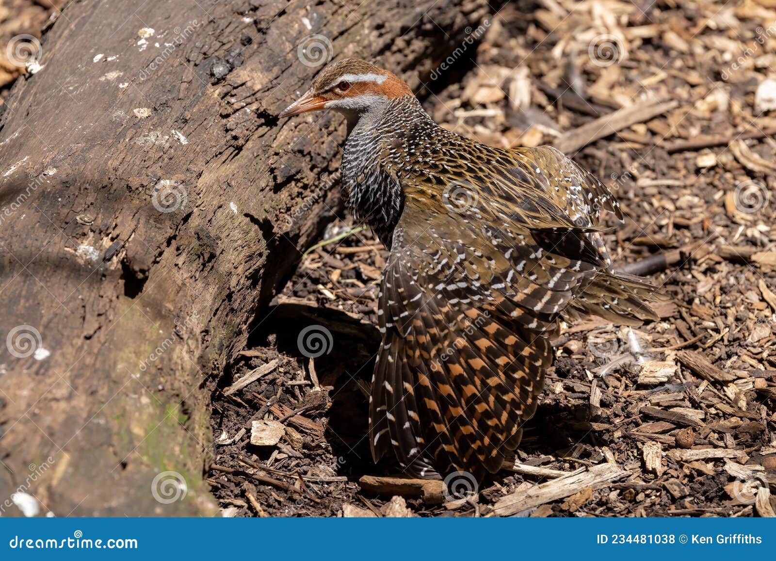 Buff Banded Rail stock photo. Image of australia, banded - 234481038