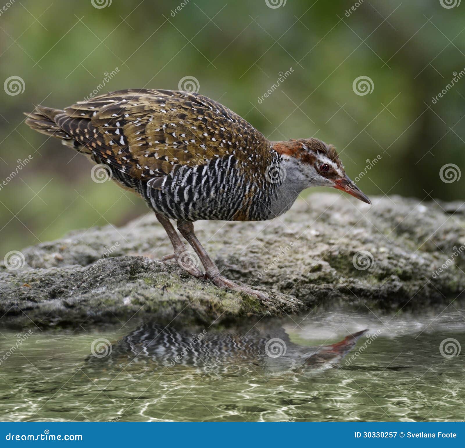 Buff-Banded Rail Bird stock image. Image of buffbanded - 30330257