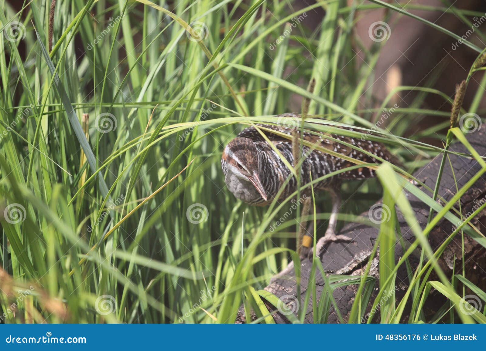Buff-banded Rail Bird Foraging On Grass In Western Australia Stock ...