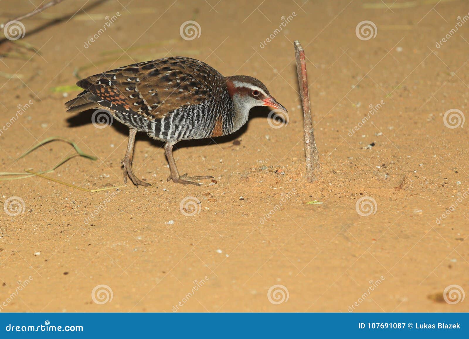 Buff-banded Rail Bird Foraging On Grass In Western Australia Stock ...
