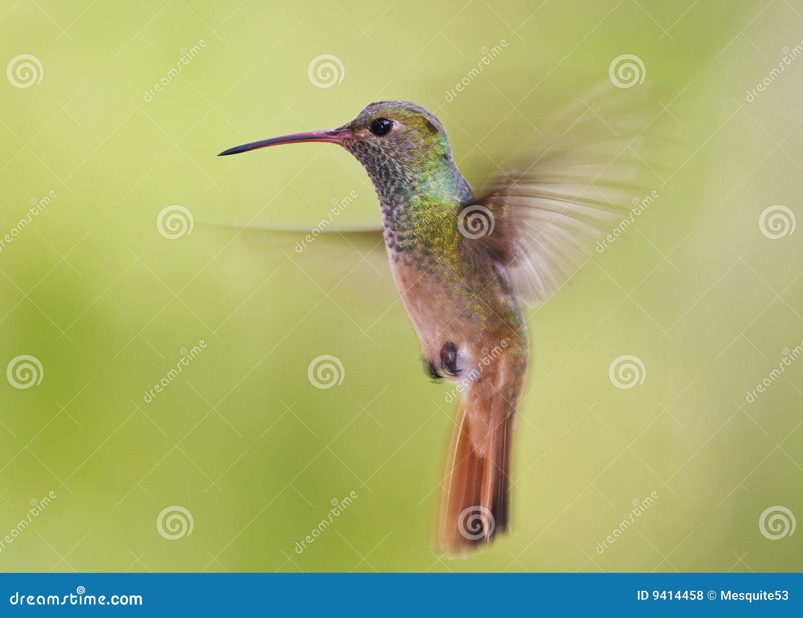 Buff-belied Hummingbird Hovering Stock Photography | CartoonDealer.com ...
