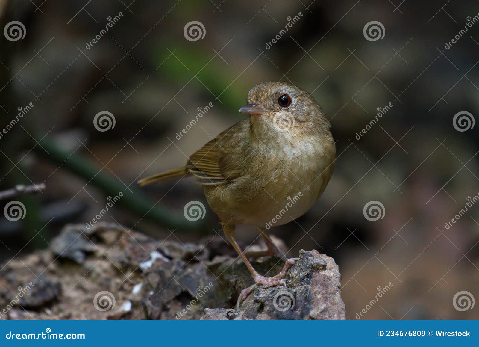Buff breasted Babbler bird stock image. Image of birds - 234676809