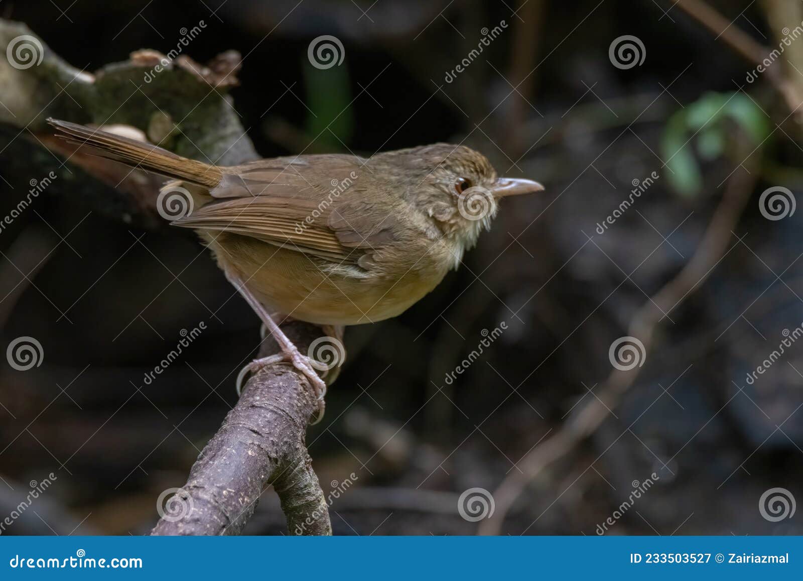 A Buff-breasted Babbler Bird in Nature Stock Image - Image of colorful ...