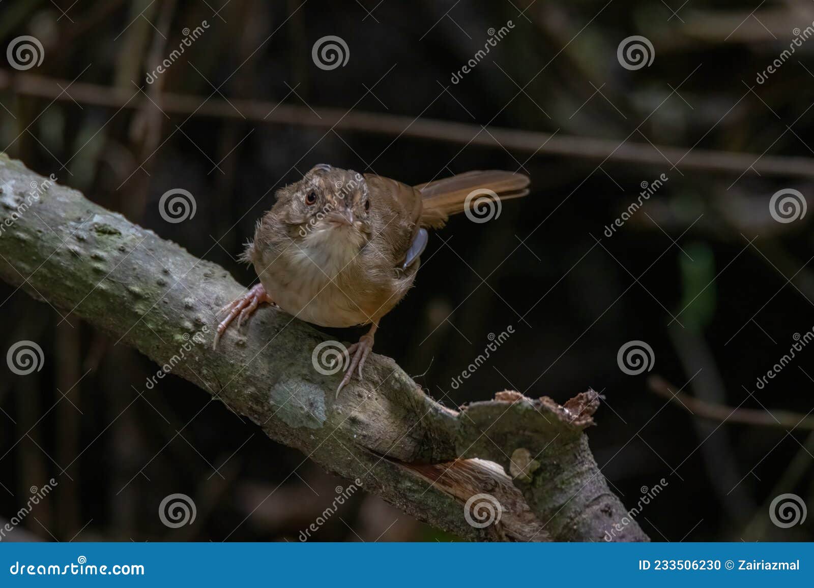 A Buff-breasted Babbler Bird in Nature Stock Photo - Image of malaysia ...