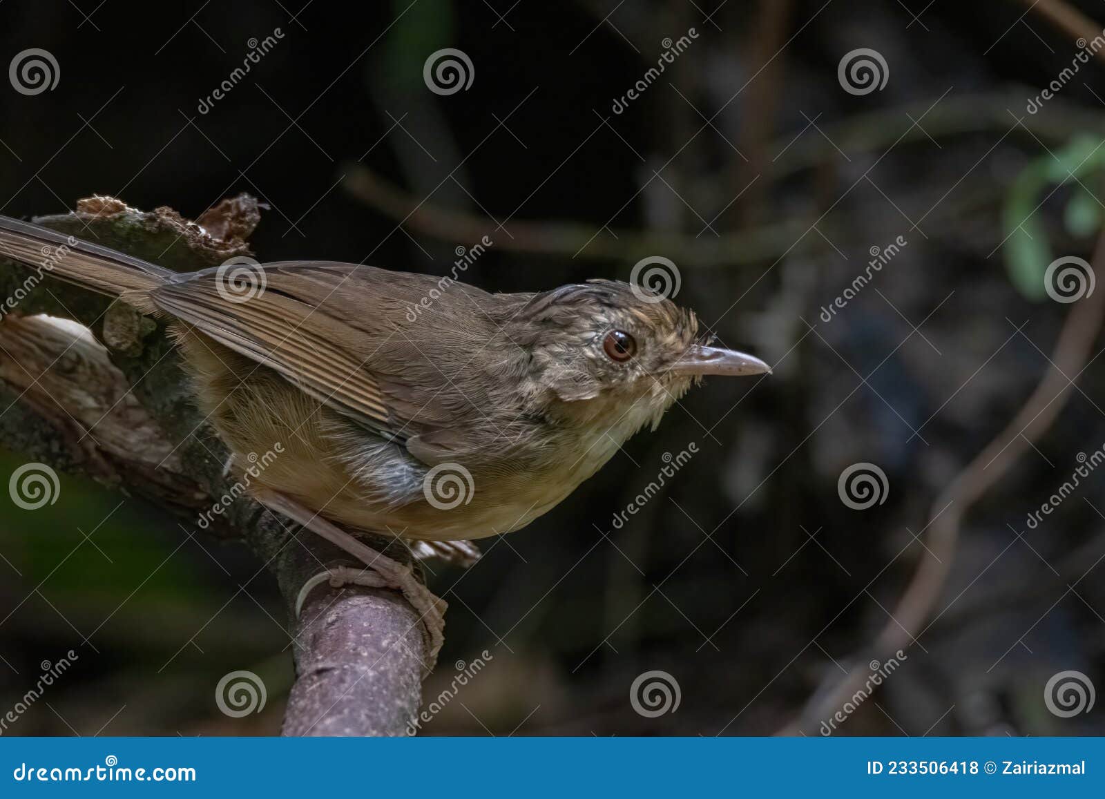 A Buff-breasted Babbler Bird in Nature Stock Photo - Image of asia ...